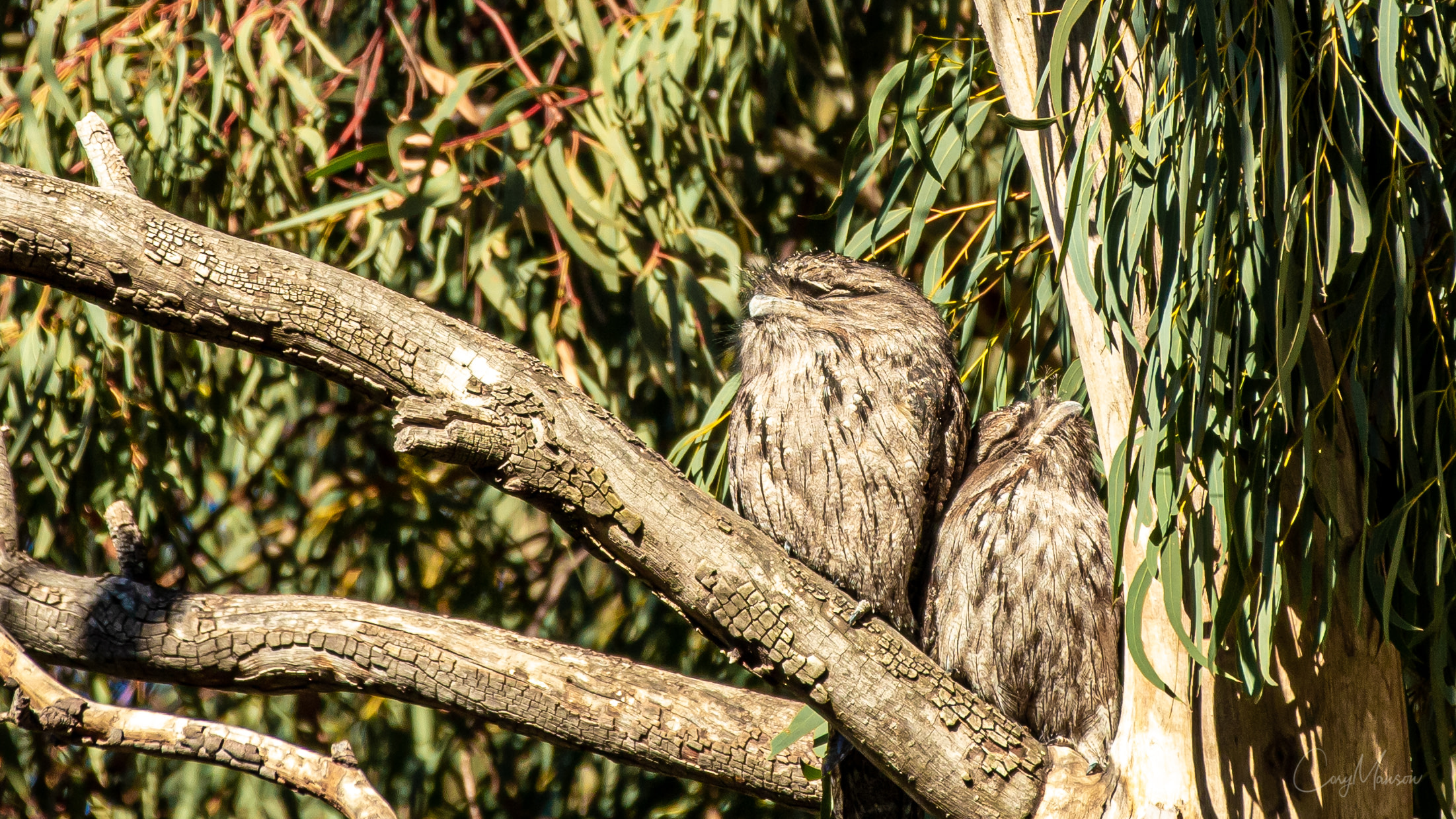 Shallow Crossing Camping Ground - Cory Manson Photography